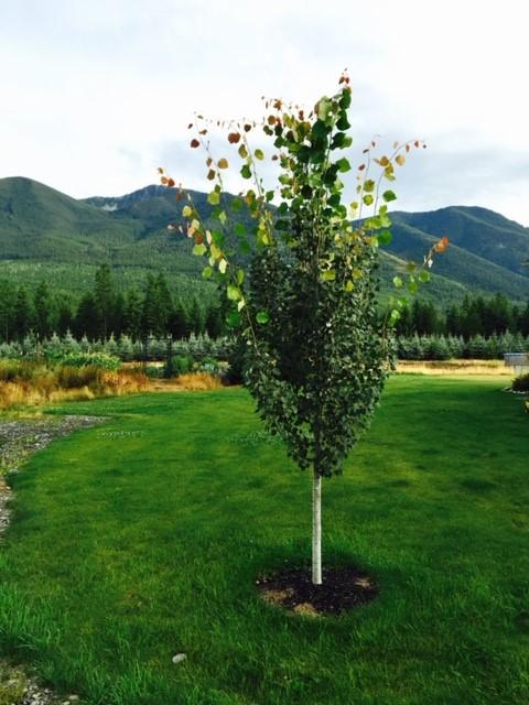The Tree Farm