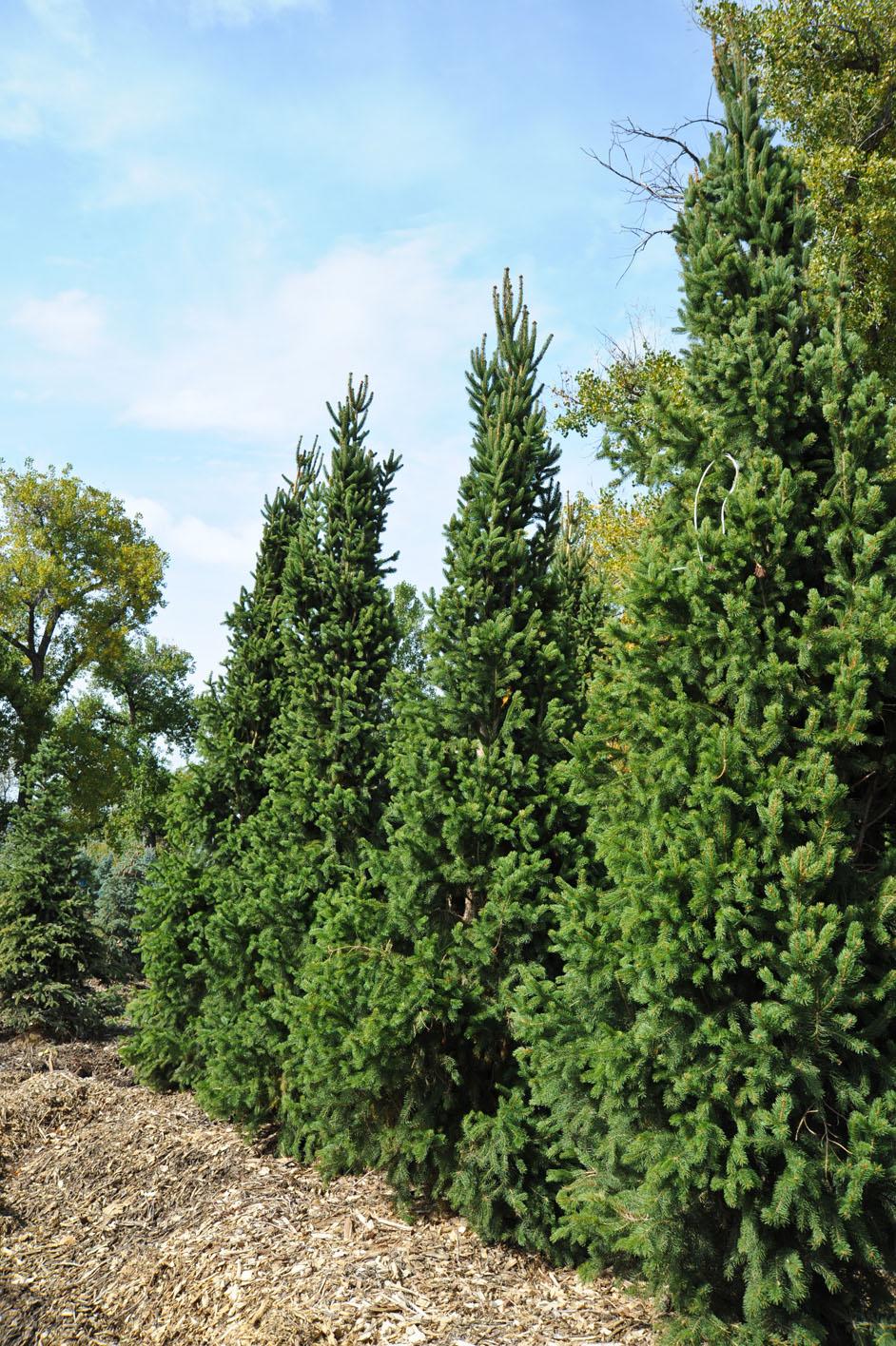 The Tree Farm